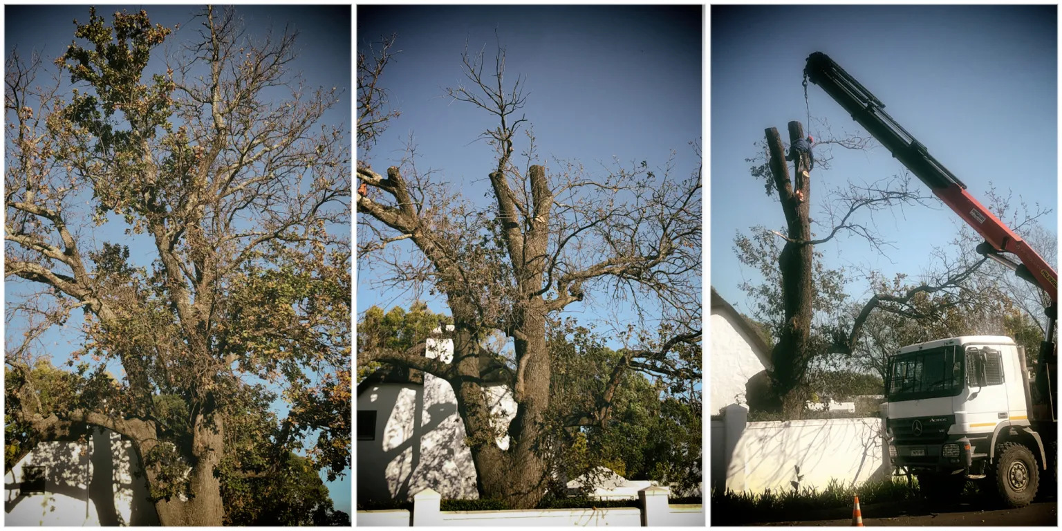 Tiny but seemingly invincible beetle has killed thousands of trees ...